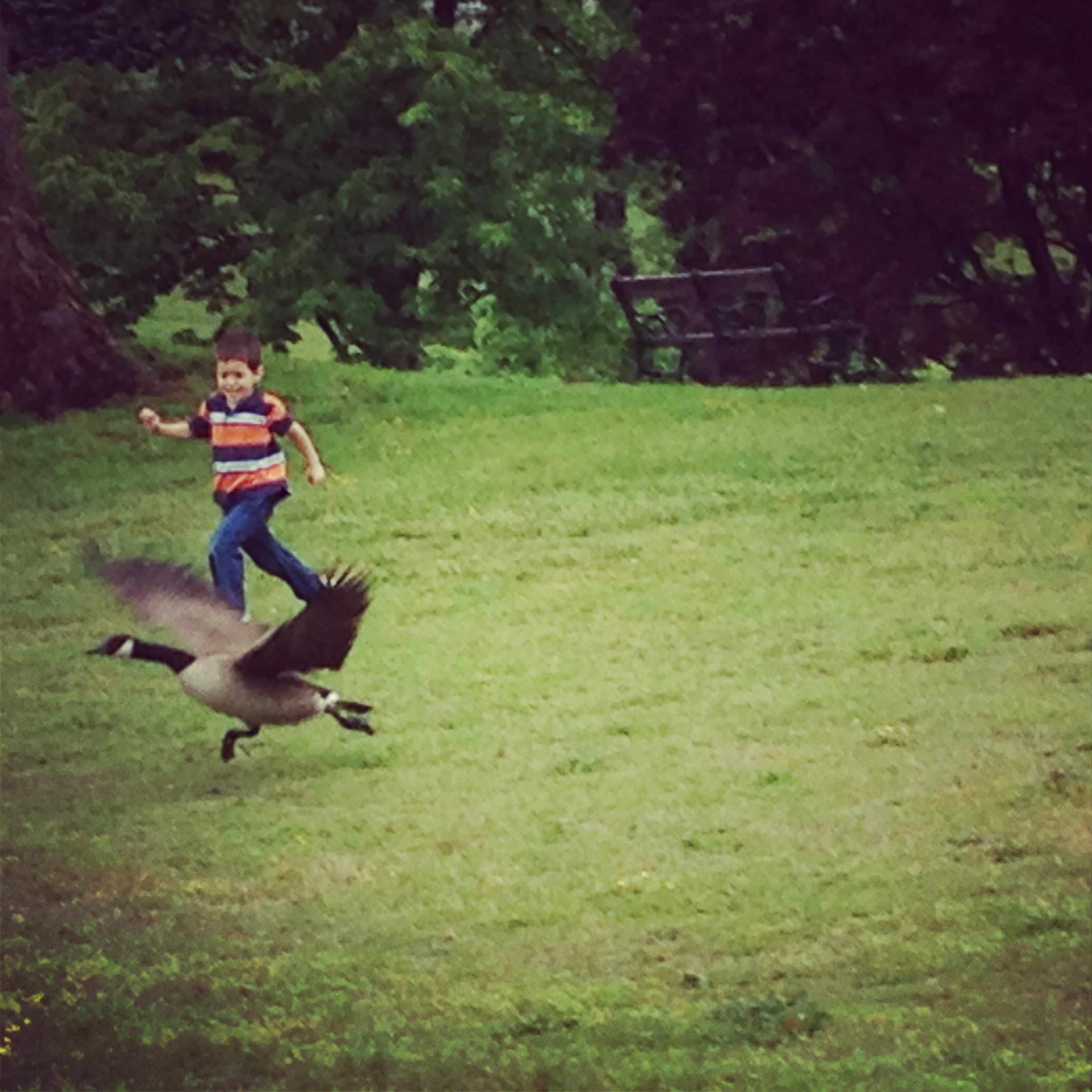 wild goose chase – Allison Antics